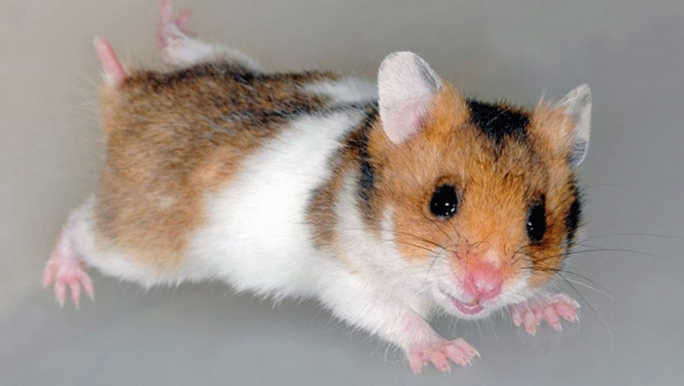 Guldhamster - Zoo Center