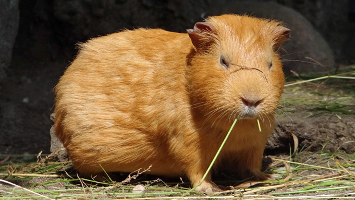 Marsvin - Zoo Center